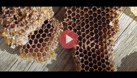 Biene auf Wabe - KunstNaturLeerstand